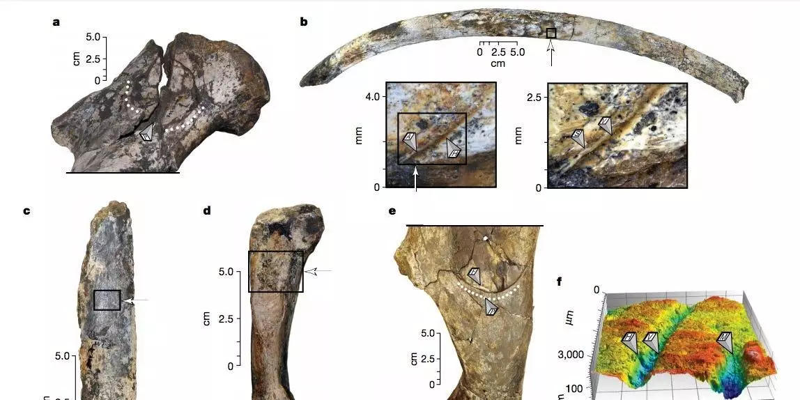 This Discovery Changes Human History: Ancient Tools From 1.5 Million ...